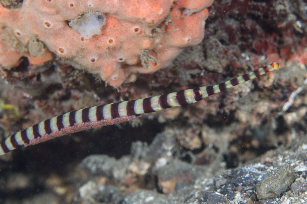 Banded Pipefish (Dunckerocampus dactyliophorus) - Marine Life ...