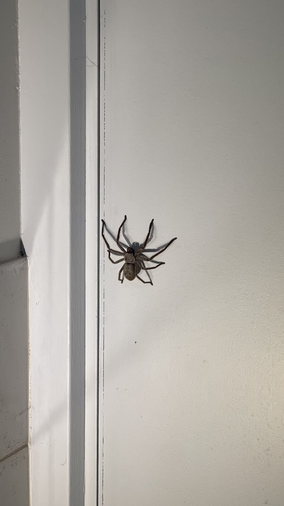 Isopedella from Williams Rd, Aldgate, SA, AU on October 11, 2023 at 08: ...
