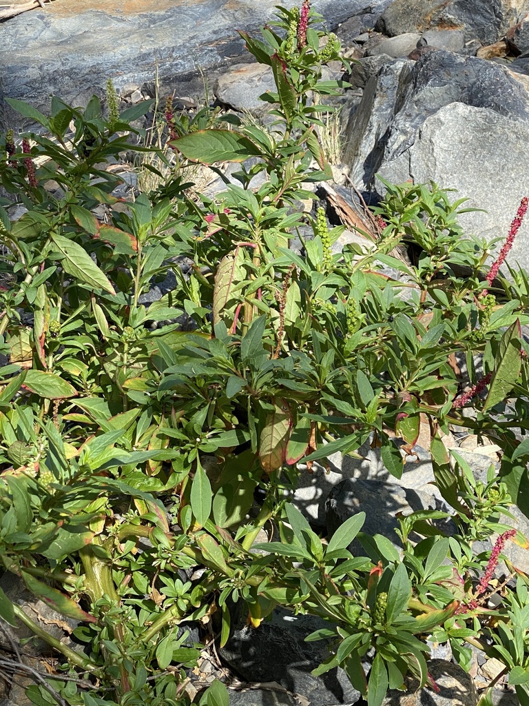 Inkweed from Sundown National Park, Sundown, QLD, AU on October 9, 2023 ...