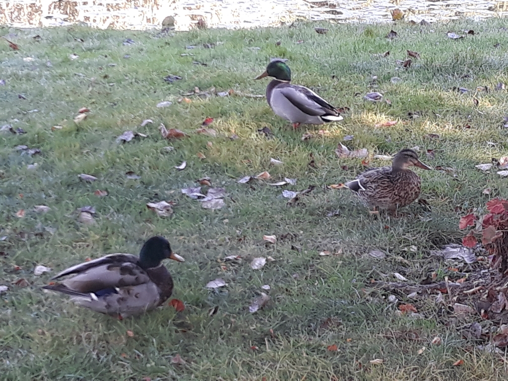 Mallard from Canton de Vandœuvre-lès-Nancy, 54500 Vandœuvre-lès-Nancy ...