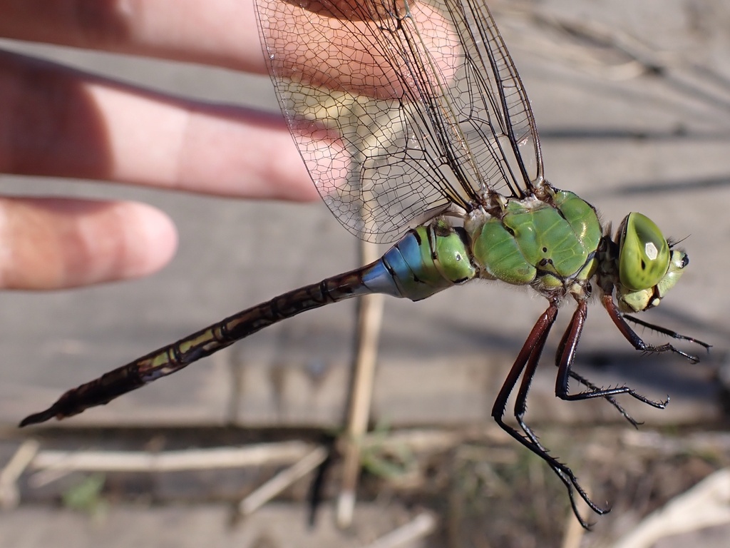 Anax julius from 明見湖公園, 富士吉田市, 山梨県, JP on August 4, 2020 at 08:48 AM by ...