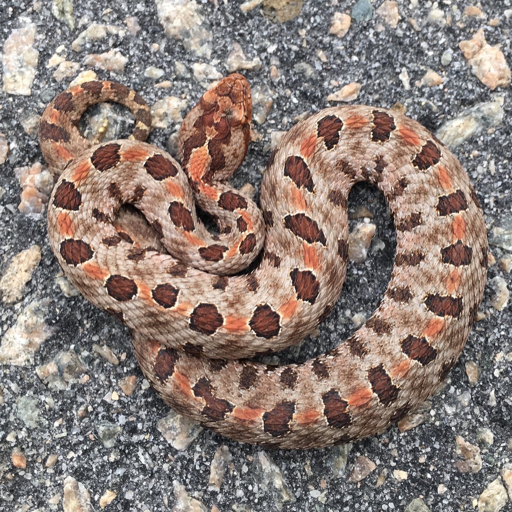 Carolina Pygmy Rattlesnake in May 2018 by Alicia Ballard. From Scotland ...
