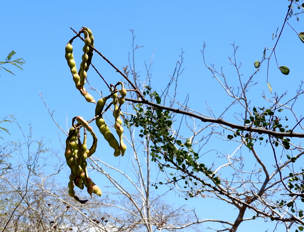 Cascalote (Paleta Vegetal de Hermosillo) · iNaturalist