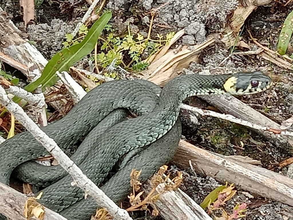 grass snake from Sory, 05-080 Truskaw, Polska on October 11, 2023 at 01 ...