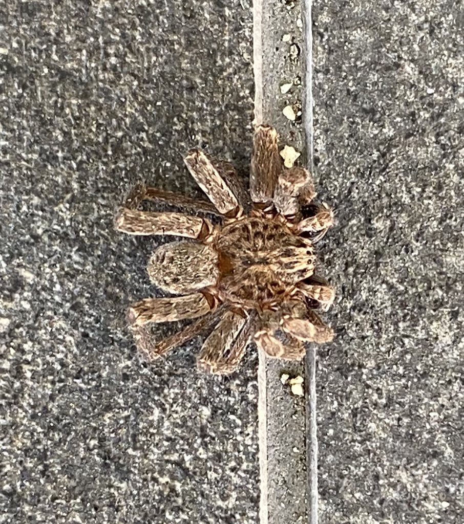 Little Tarantula from Selby St N, Osborne Park, WA, AU on October 11 ...