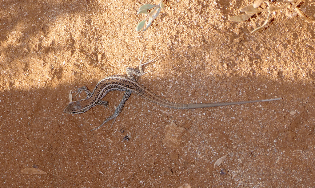 Snake-eyed Lizard from Cape Greco Peninsula, Protaras, Cyprus on ...