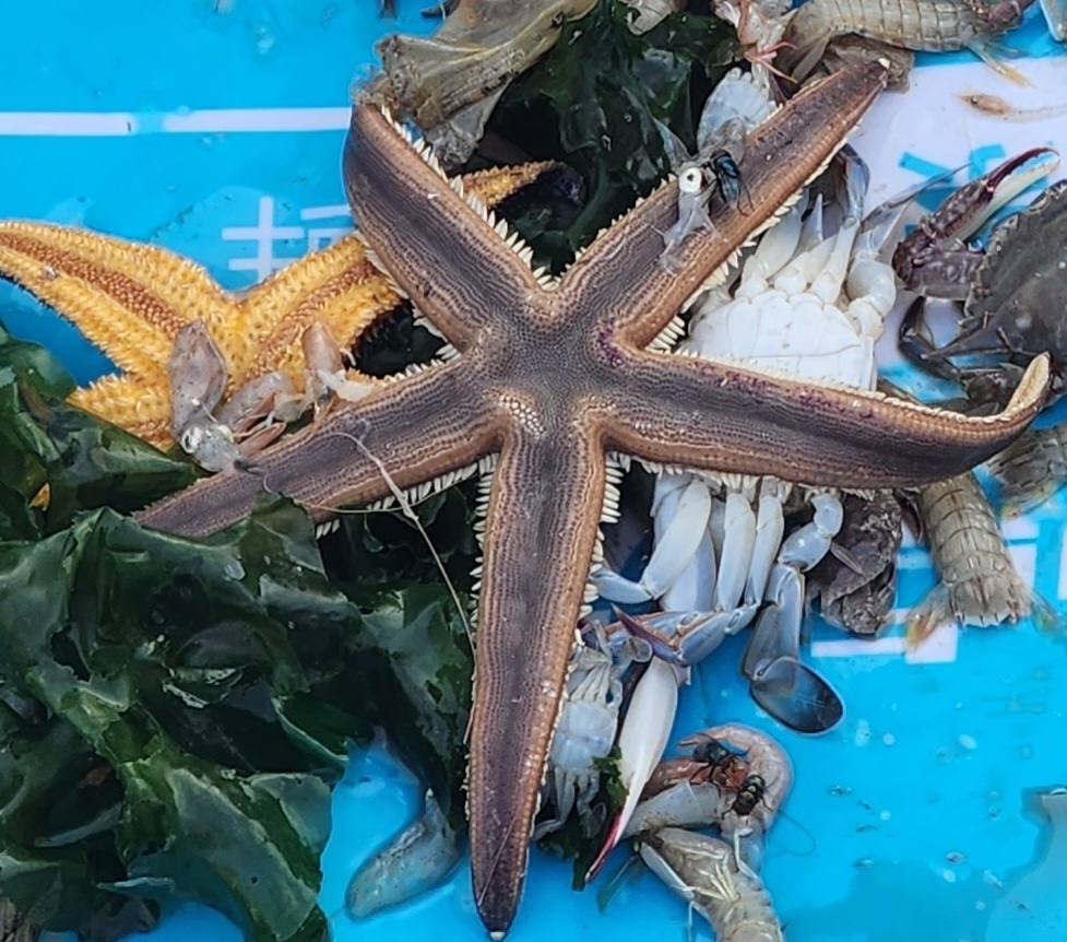 Northern Pacific Sea Star from Qingdao, CN-SD, CN on October 9, 2023 at ...