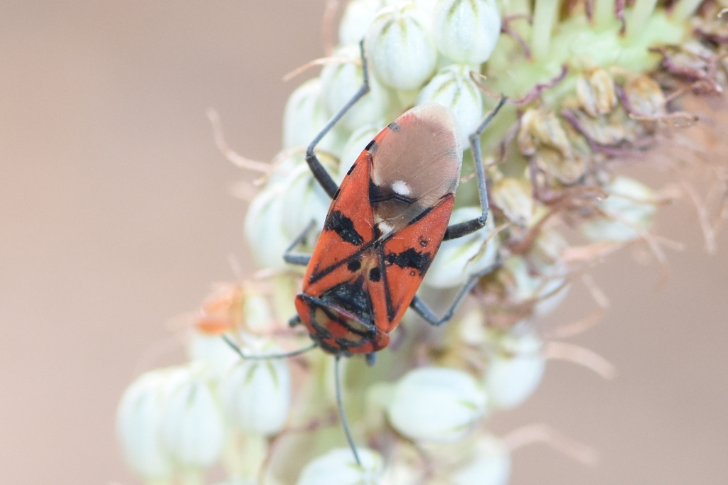 Spilostethus pandurus from Peloponnese Region, Greece on September 25 ...