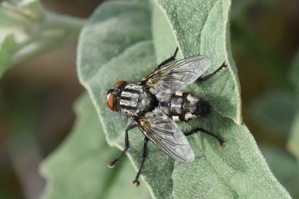 Common Flesh Flies from Peloponnese Region, Greece on September 25 ...