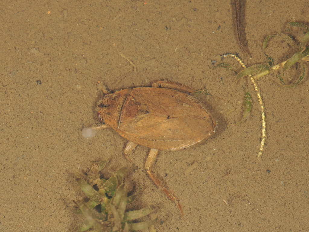 Japanese Giant Water Bug from 婦中町吉住, 富山市, 富山県, JP on May 4, 2023 at 03: ...