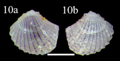 Smith's Tiny Condyl Clam (Carditopsis smithii)