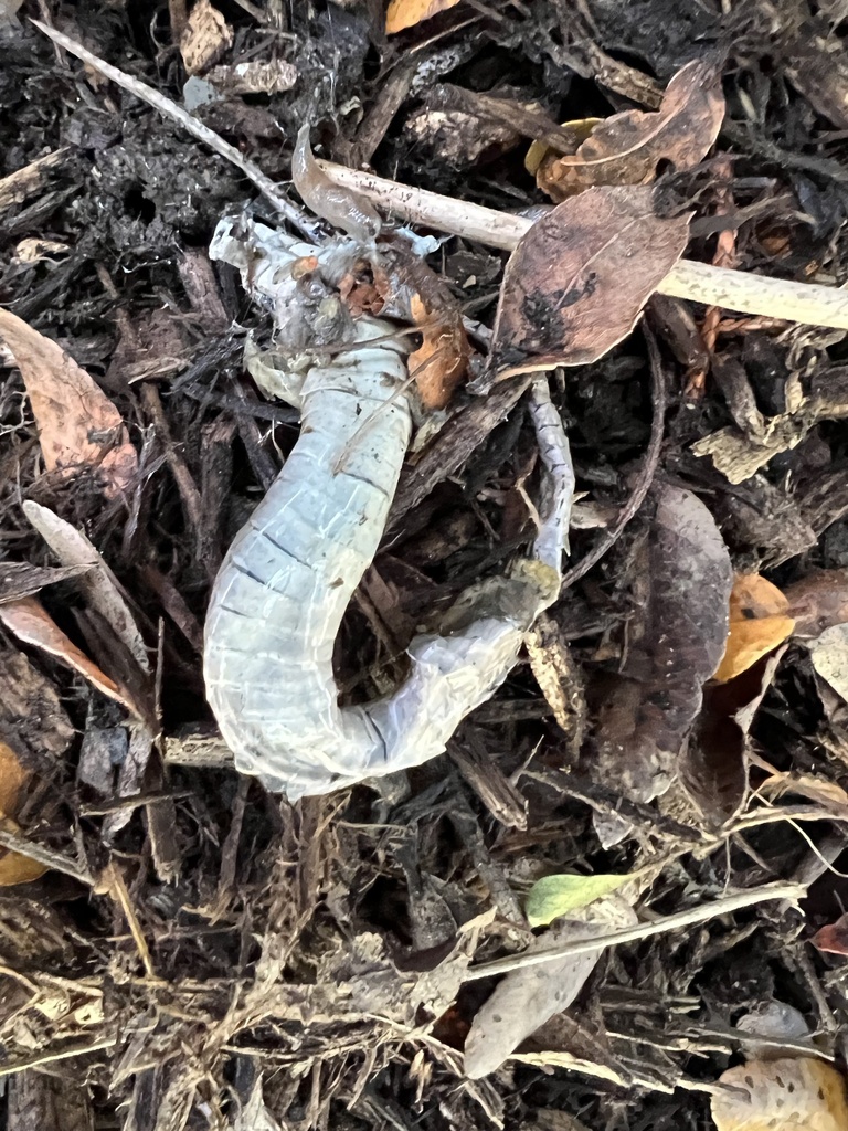 Snakes from Allen Pl NW, Washington, DC, US on October 11, 2023 at 09: ...