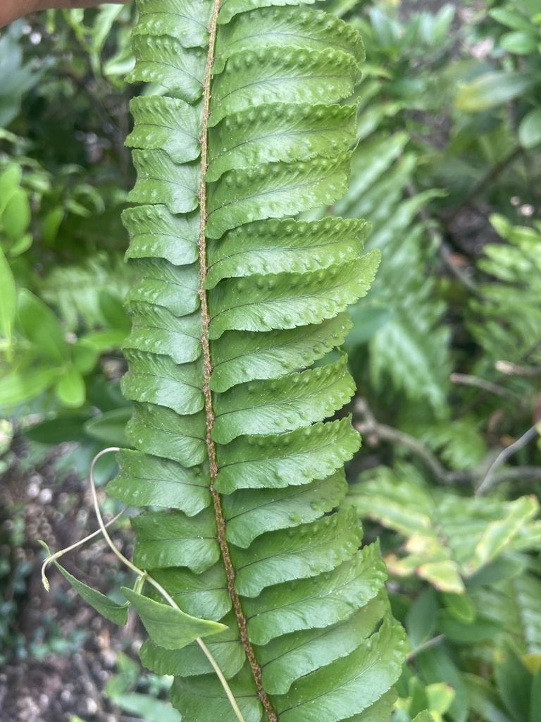 southern sword fern from University of South Florida, Tampa, FL, US on ...