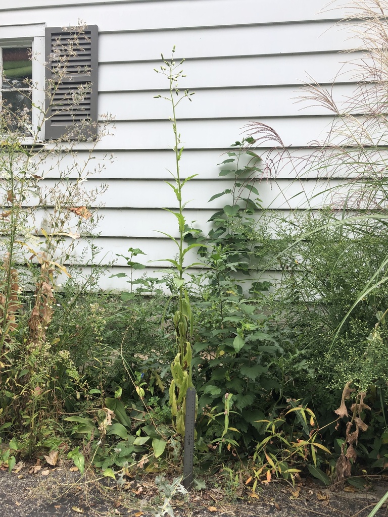 American burnweed from S Normandy Dr, Muncie, IN, US on September 26 ...