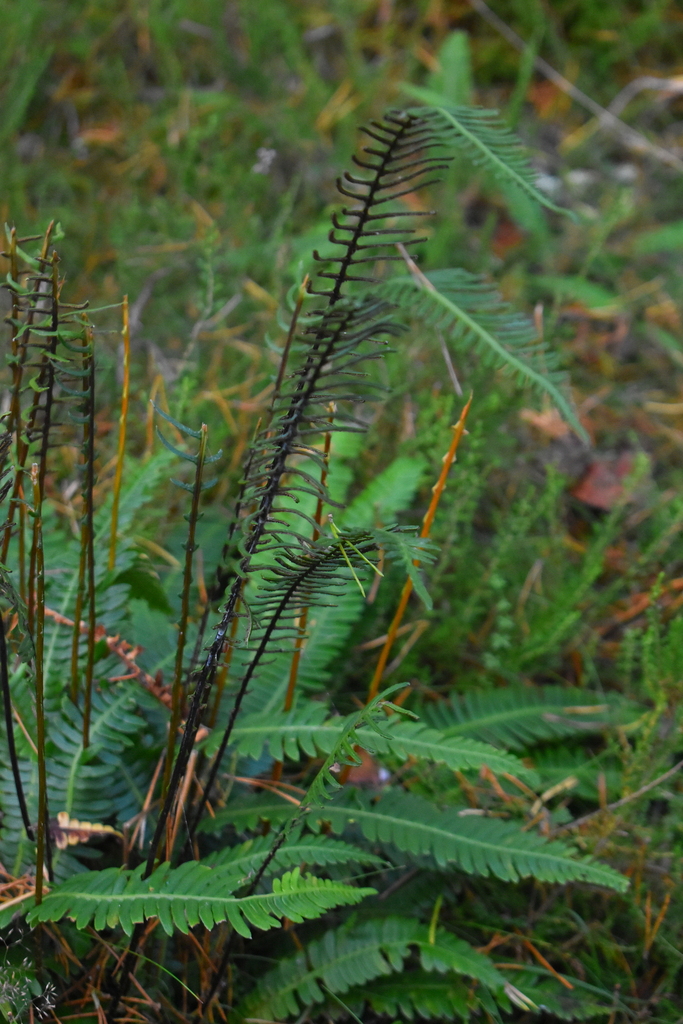 deer fern from Mar Lodge Estate Linn of Dee National Nature Reserve ...