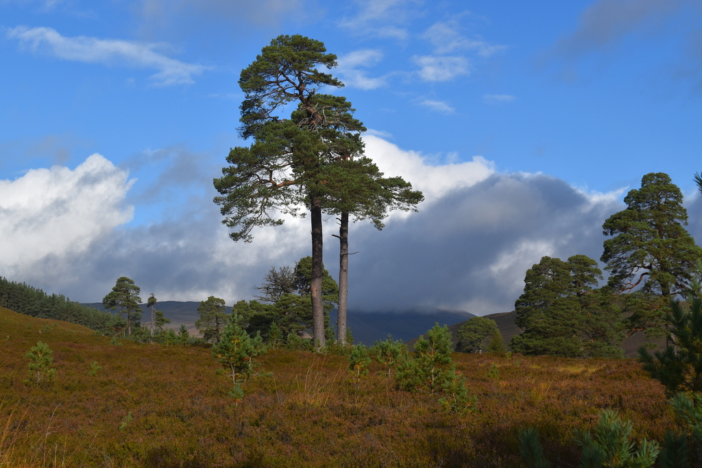Scots pine from Mar Lodge Estate Linn of Dee National Nature Reserve ...