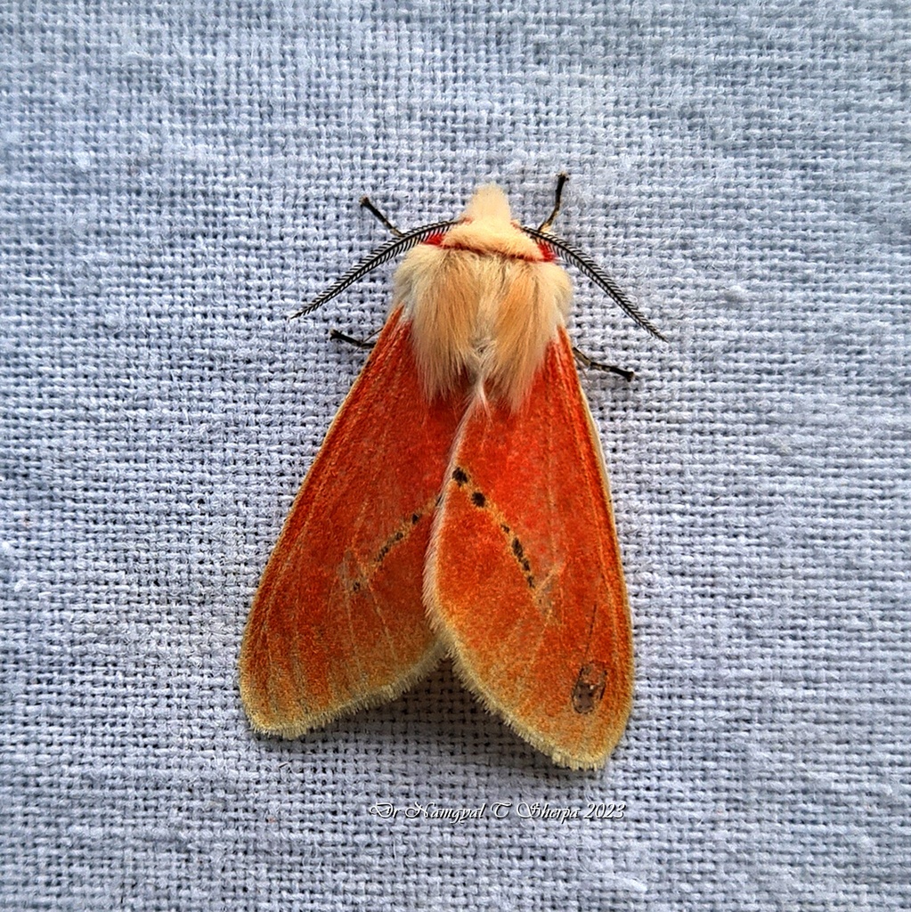 Lemyra flavalis from Fambonglho, Pangthang, East Sikkim, Sikkim, India ...