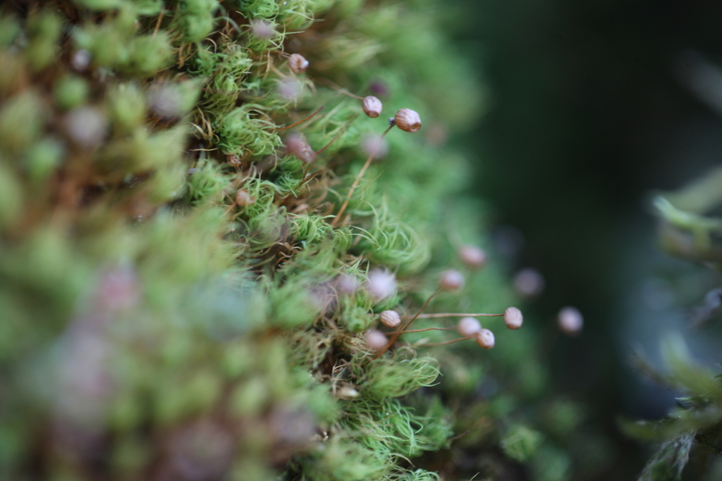 Common Apple-moss from Guadalajara, España on October 10, 2023 at 04:58 PM by Natalia Rojas ...
