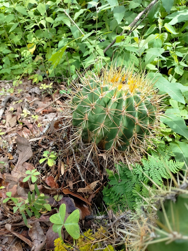Ferocactus reppenhagenii in October 2023 by gisel_15 · iNaturalist