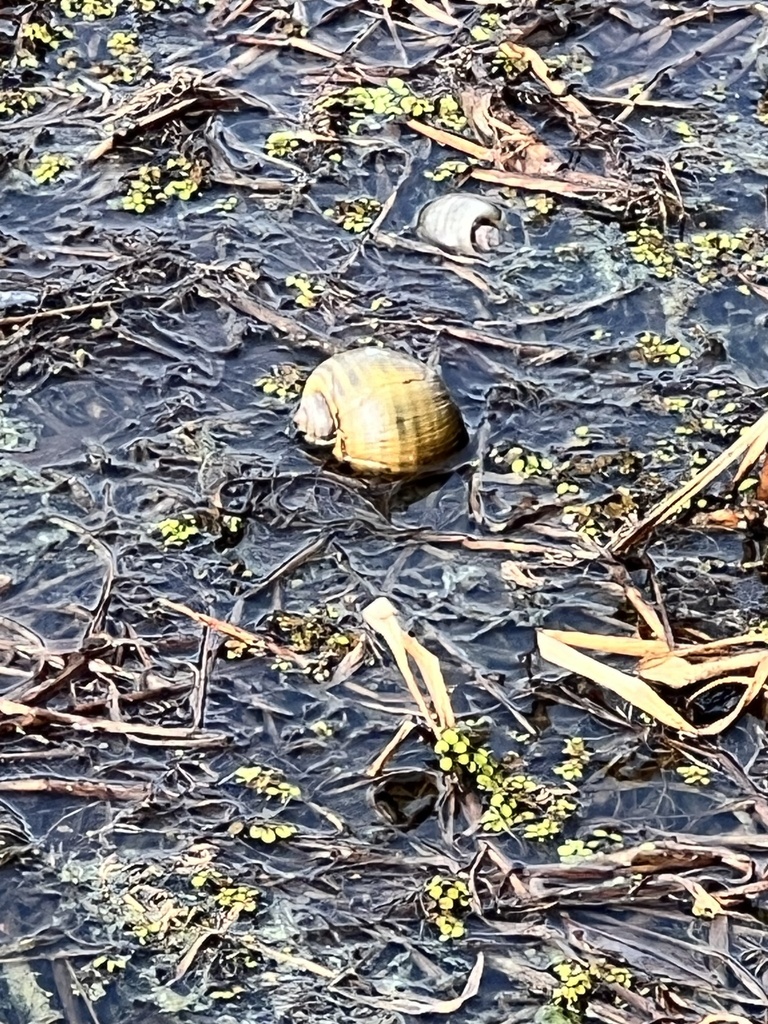 Island Apple Snail from Hillsborough River, Tampa, FL, US on October 10 ...
