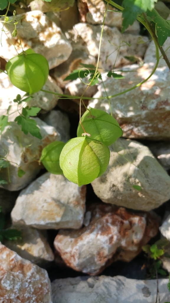 Lesser Balloon Vine from Round Rock on September 18, 2023 at 11:11 AM ...