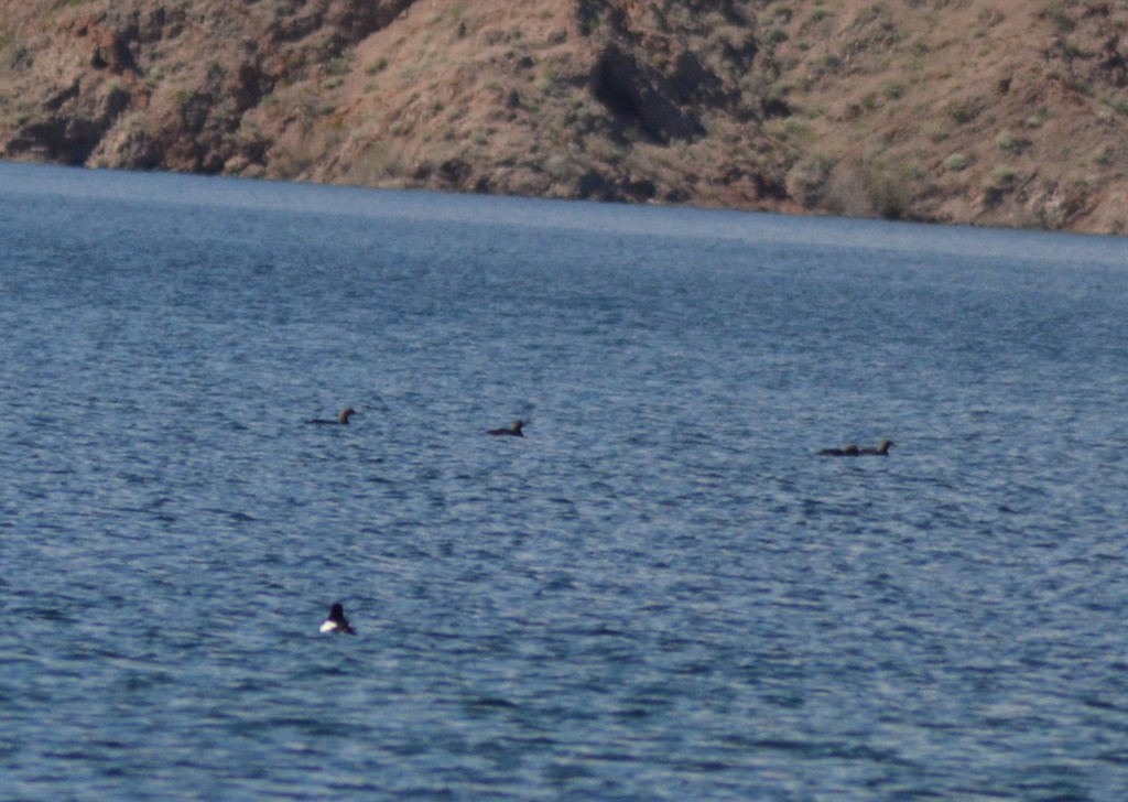 Pacific Loon from Katherine Landing, Arizona 86429, USA on March 7 ...