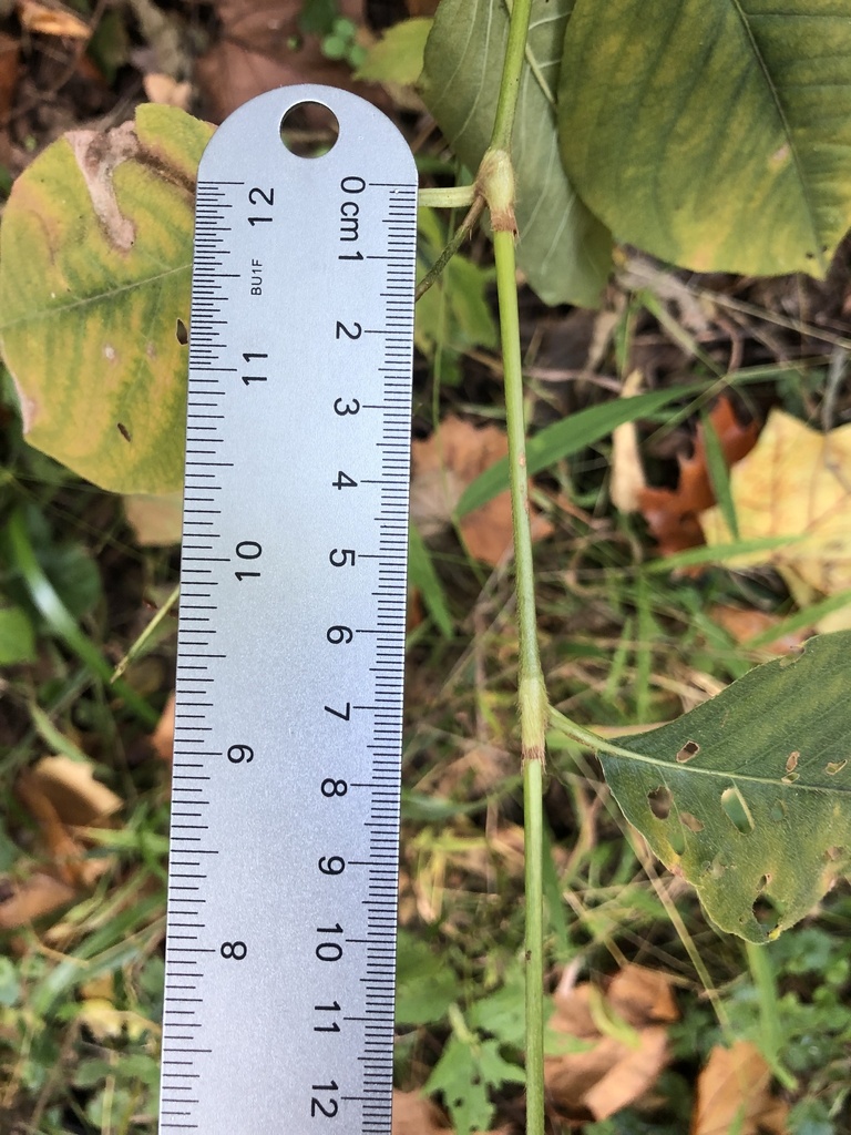 American jumpseed from Boys City Dr, Winona Lake, IN, US on October 9 ...