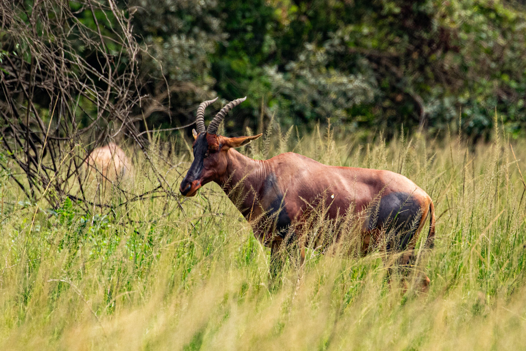 Topi from Akagera National Park, Gatsibo, Rwanda on March 24, 2022 at ...