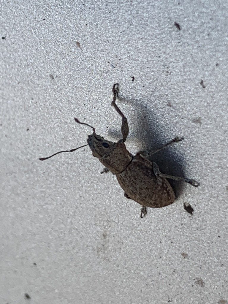 Fuller's rose weevil from Duke Raleigh Hospital, Raleigh, NC, US on ...