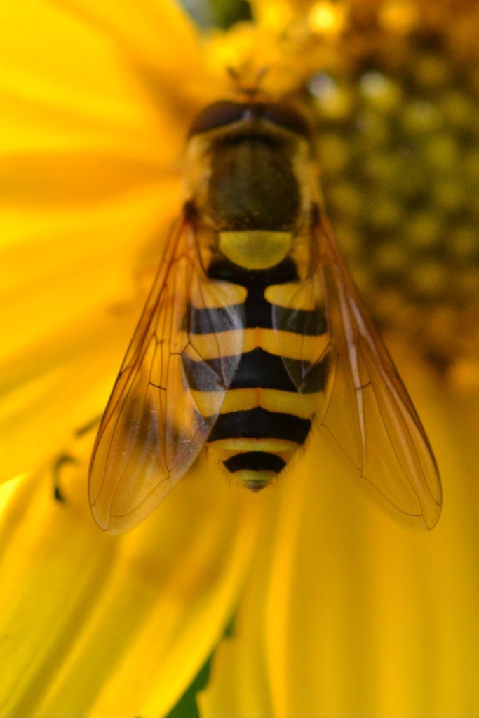 Common Flower Fly from 293 01 Vinec-Mladá Boleslav 1, Česko on October ...