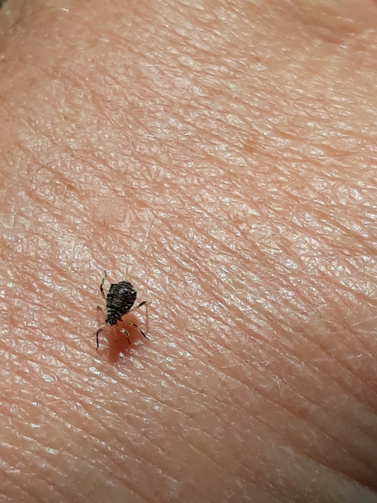 Giant Conifer Aphids from Canton de Vandœuvre-lès-Nancy, 54500 ...