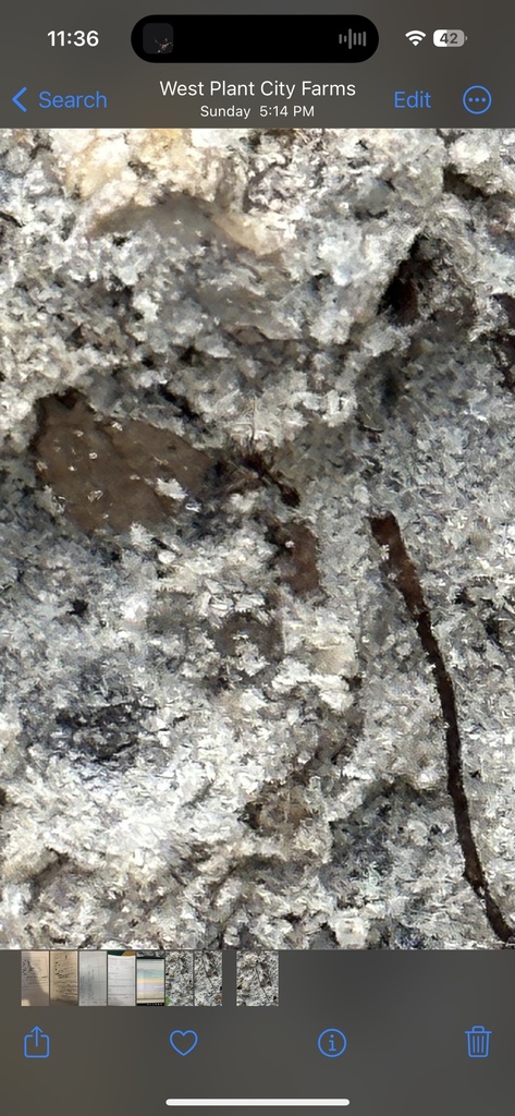 Red Imported Fire Ant from Edward Medard Pkwy, Plant City, FL, US on ...