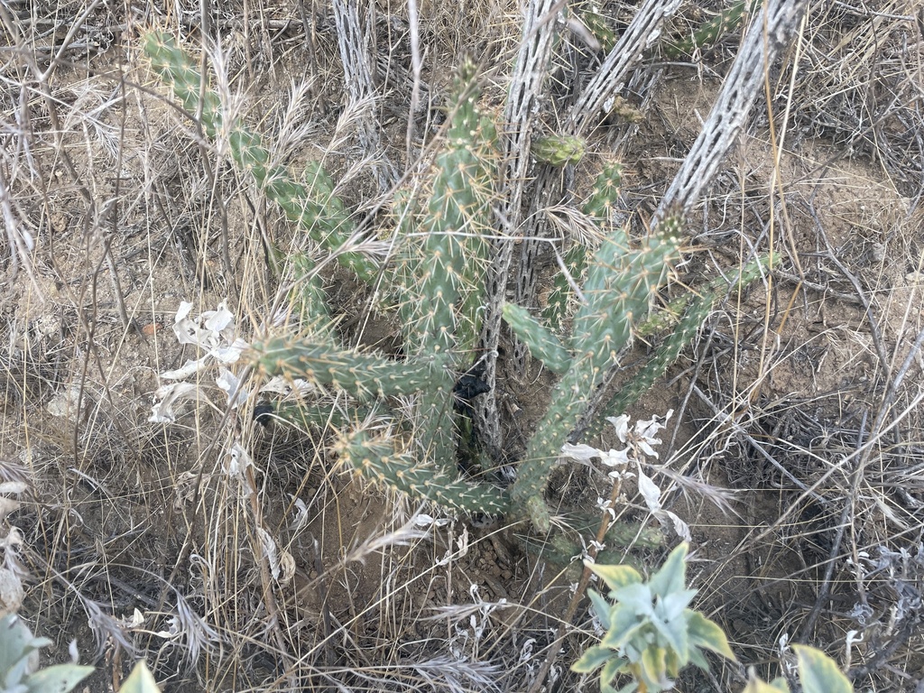 Cane Cholla from Jurupa Valley, CA, US on October 1, 2023 at 09:22 AM ...