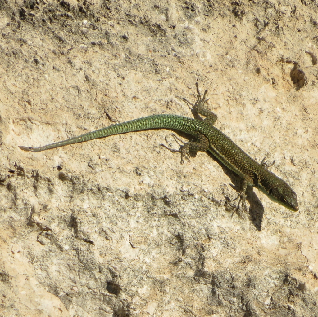 Moroccan Rock Lizard from 07769 Ciutadella de Menorca, Illes Balears ...