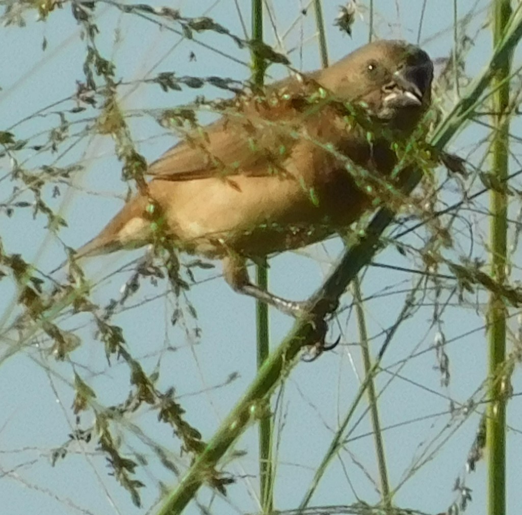 Chestnut-breasted Munia from Mackay - Pt B, AU-QL, AU on March 12, 2019 ...