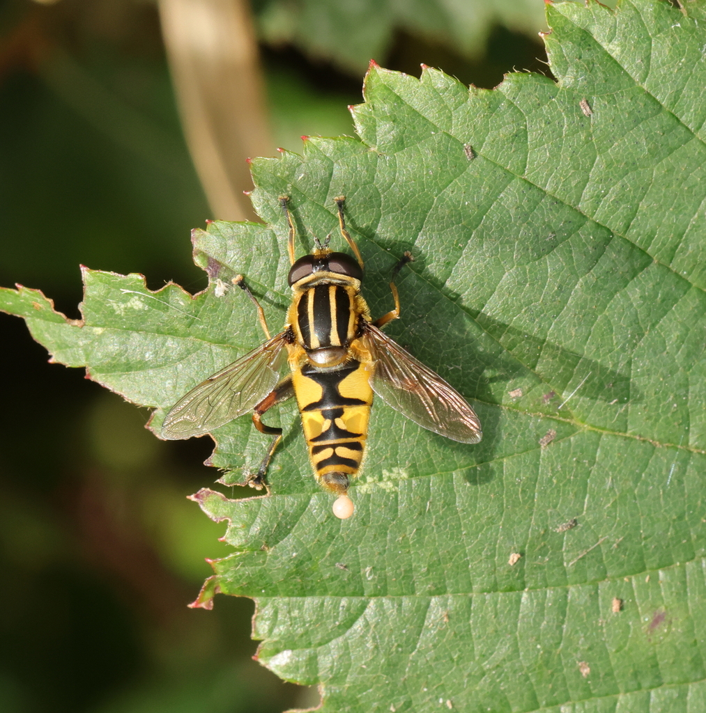 Sun Fly from 76940 Heurteauville, France on October 11, 2023 at 06:38 ...