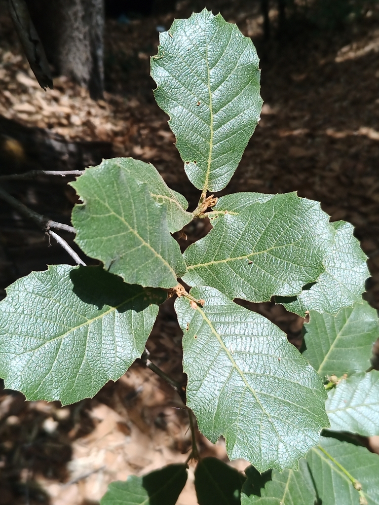 netleaf oak from 31858 Chih., México on May 28, 2023 at 12:01 PM by ...