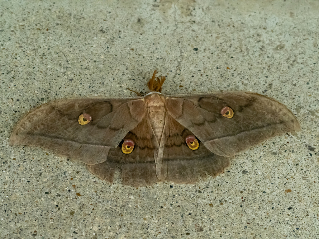 Japanese Silk Moth from 日本、〒675-1316 兵庫県小野市天神町 on October 12, 2023 at ...