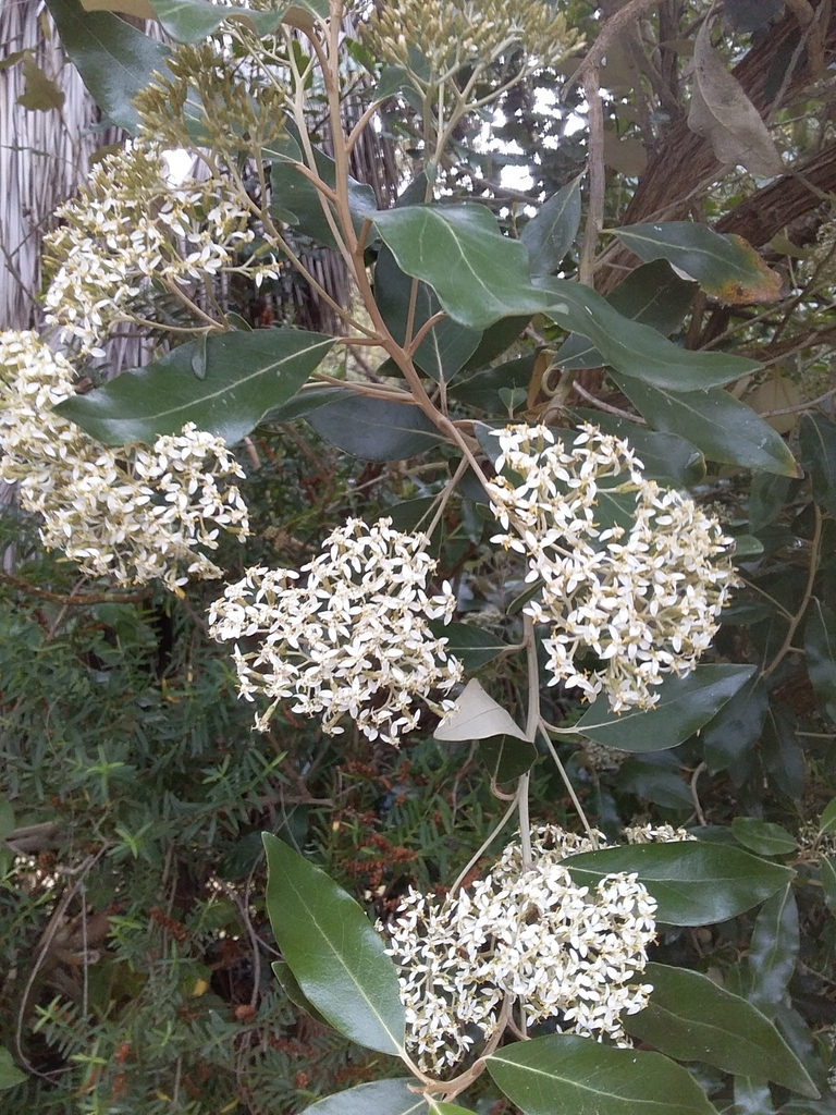 mangrove-leaved daisy-bush from 51 Travis Country Dr, Burwood ...