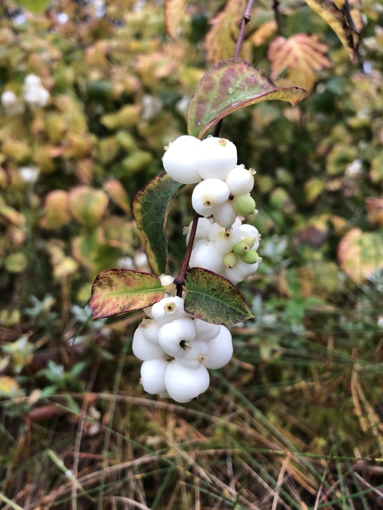 Common Snowberry from Highland, Scotland, GB on October 10, 2023 at 10: ...