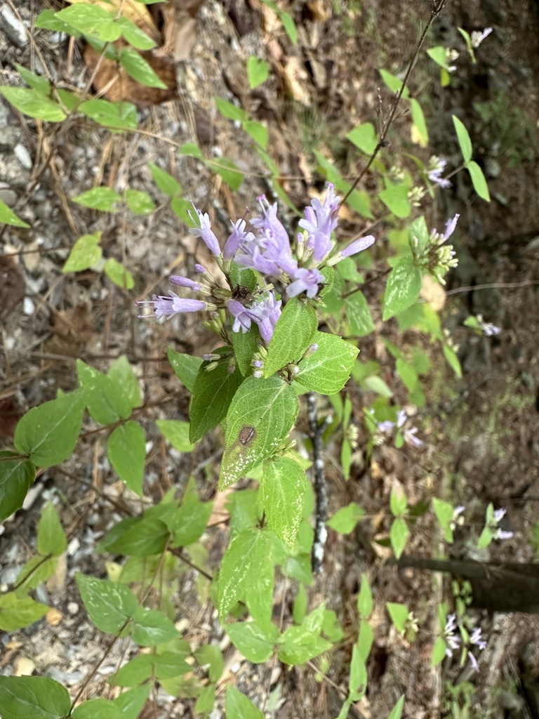 common dittany from Hot Springs National Park, Hot Springs, AR, US on ...