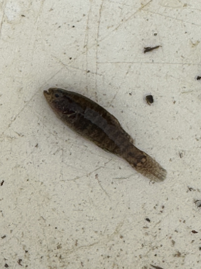 Banded Pygmy Sunfish from Tuscaloosa, AL, US on October 4, 2023 at 02: ...