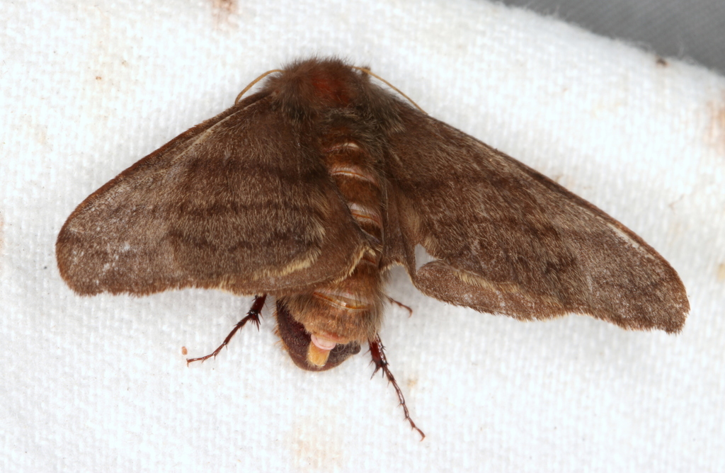 Lewin’s Bag Shelter Moth from Bull Hill, Tinonee NSW 2430, Australia on ...