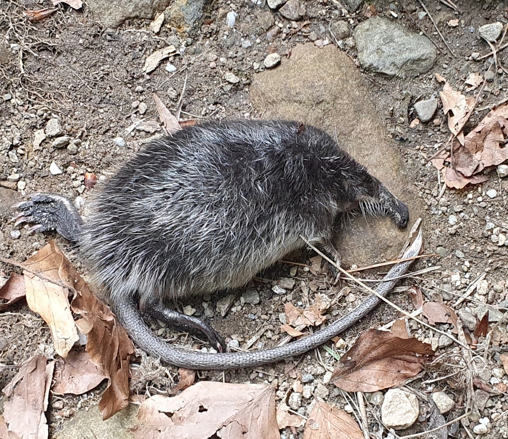 Pyrenean Desman in June 2023 by Alejandro · iNaturalist