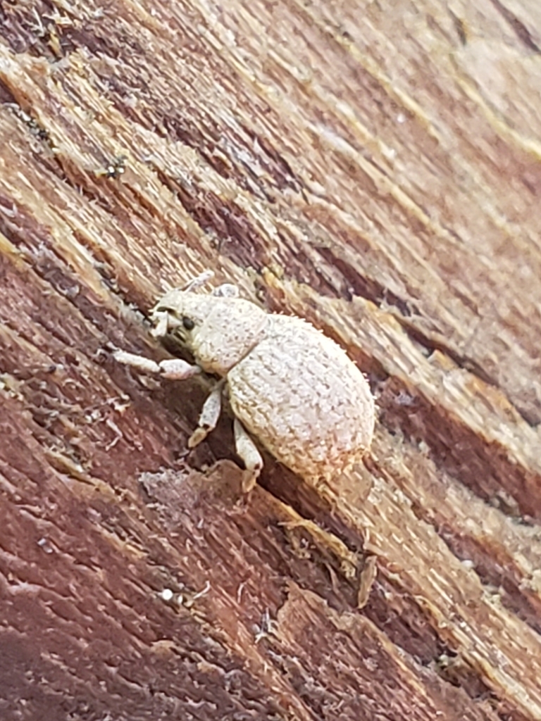 Crusted root weevil from Sunshine Coast Regional District, BC, Canada ...