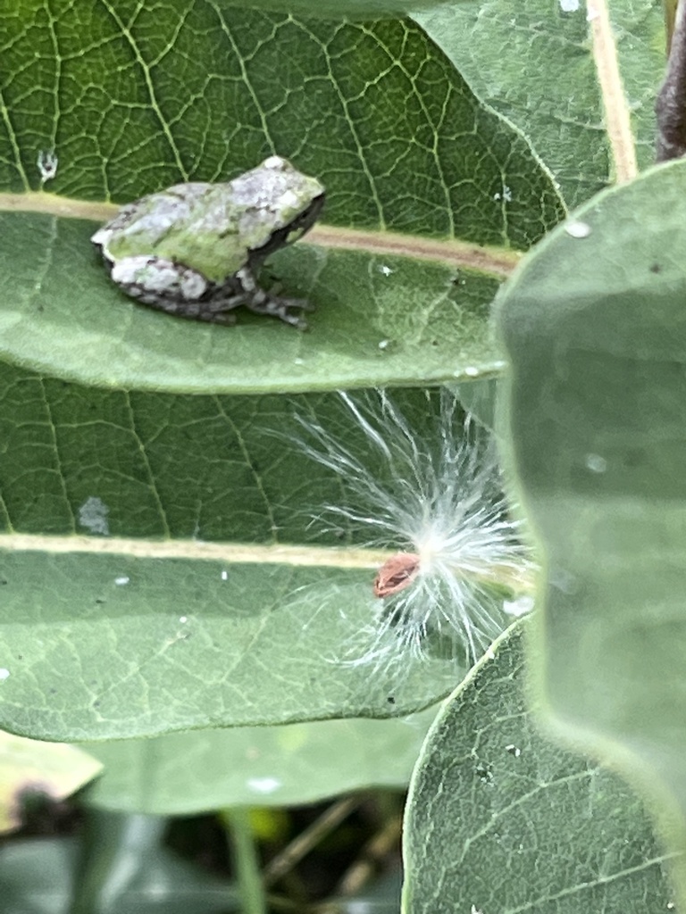 Gray Treefrog from CR-12, Wooster, OH, US on October 5, 2023 at 01:20 ...