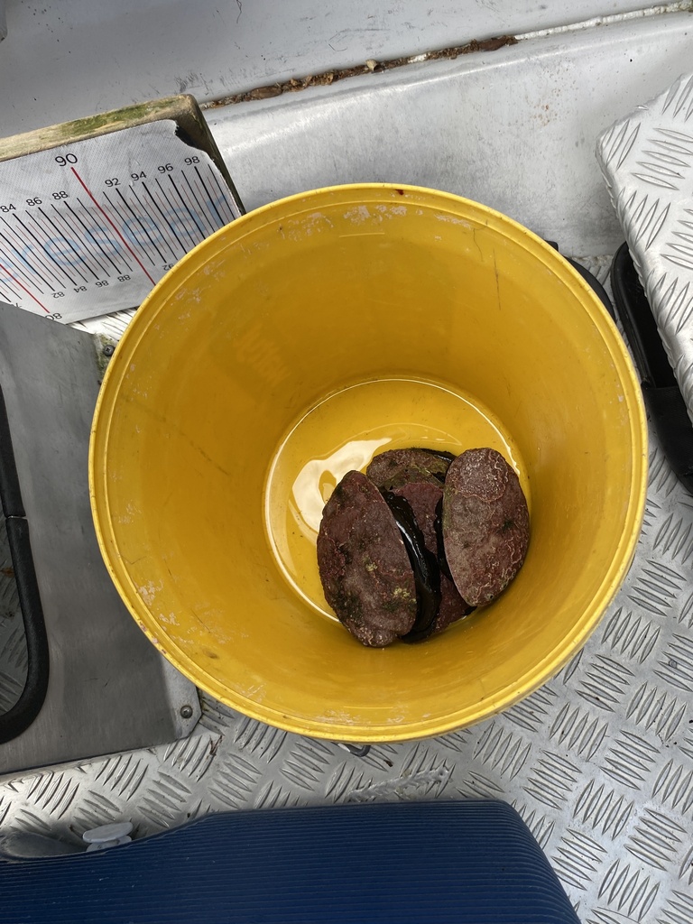 Blackfoot Paua from Rauoterangi Channel, Wellington, NZ on October 8 ...