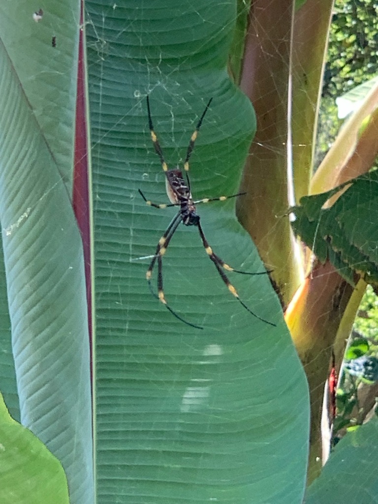 Tiger Spider from Sydney - Inner, AU-NS, AU on March 12, 2019 at 02:33 ...
