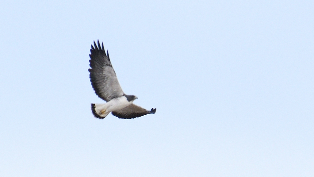 White-tailed Hawk from Santiago Papasquiaro, Dgo., México on February ...