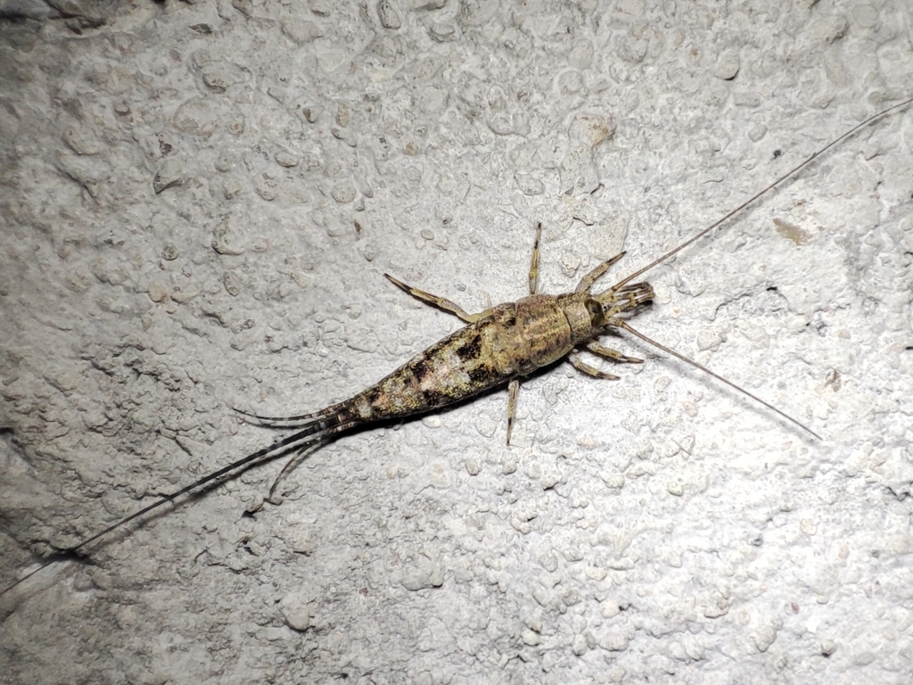 Petrobius from Place François Le Sud, 29990 Île-de-Sein, France on ...